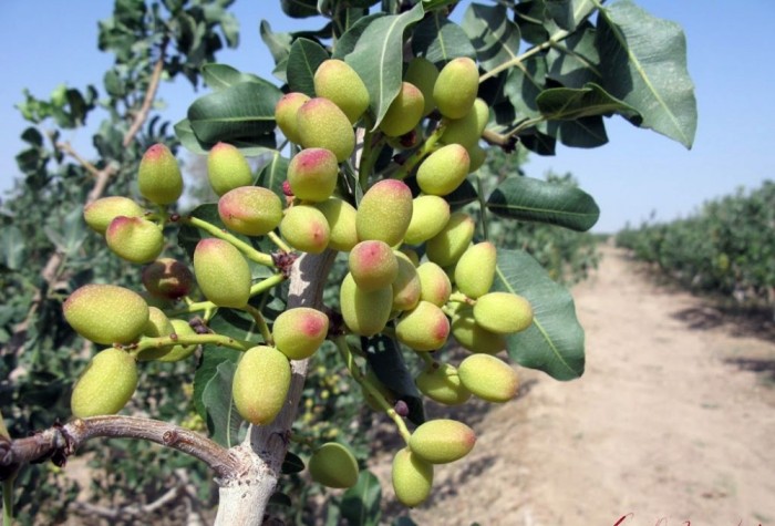 FISTIC - Pom Fructifer Exotic - Varsta 4 ani, pe rod - Inaltime 1, 7 ...