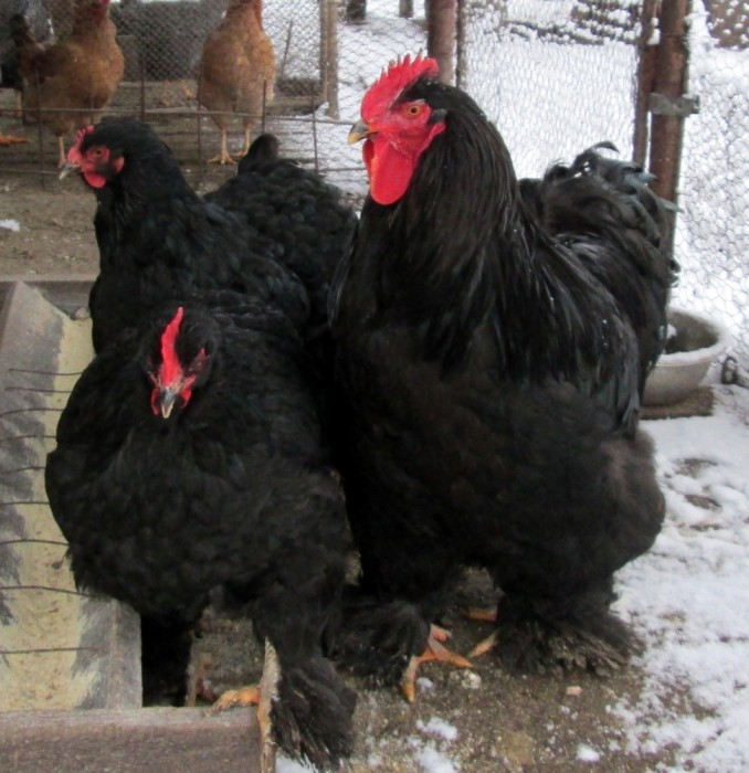 Oua gaini rasa Cochinchina - Pasari de curte - Okazii